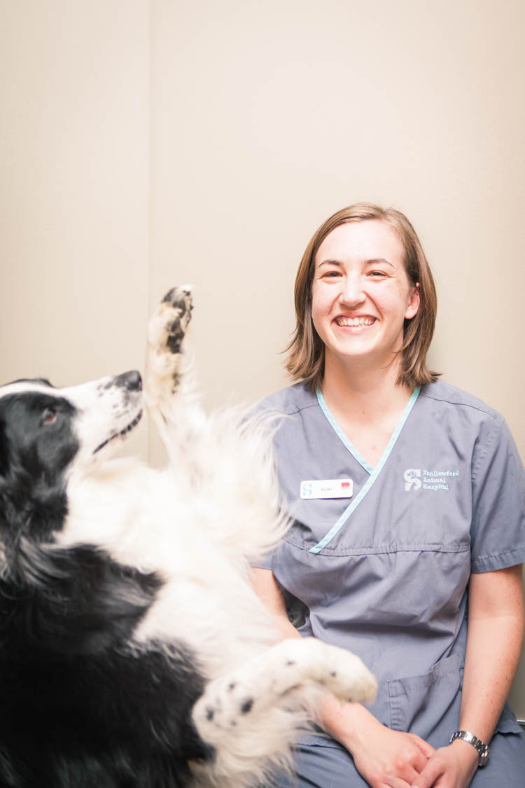 Meet Our Staff | Shallowford Animal Hospital